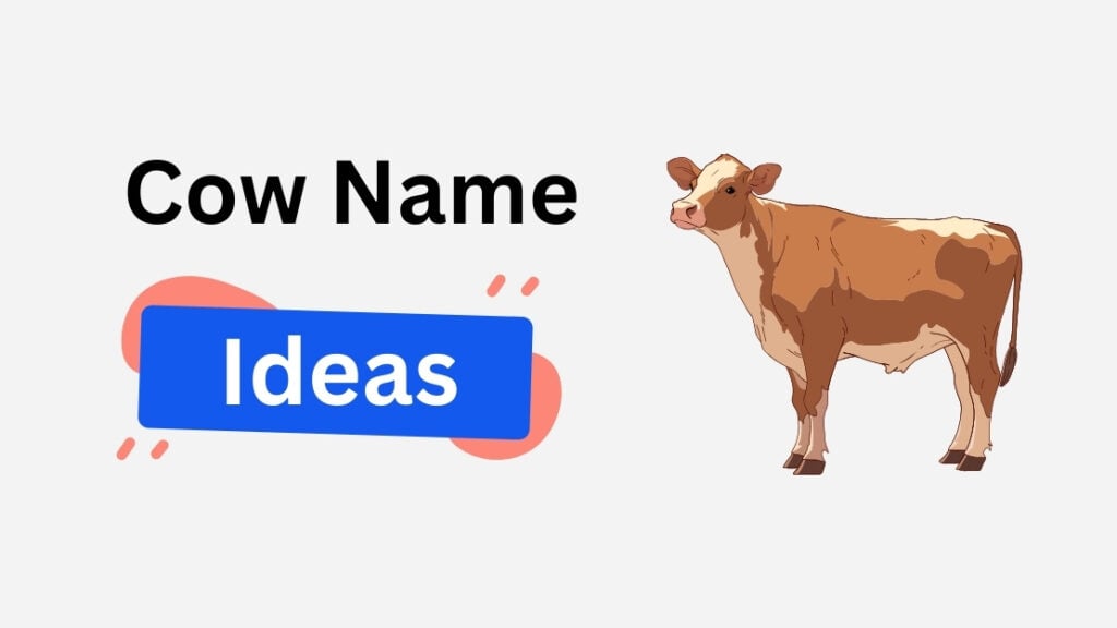 250+ Beautiful Cow Names Based On Colors, Origins & More
