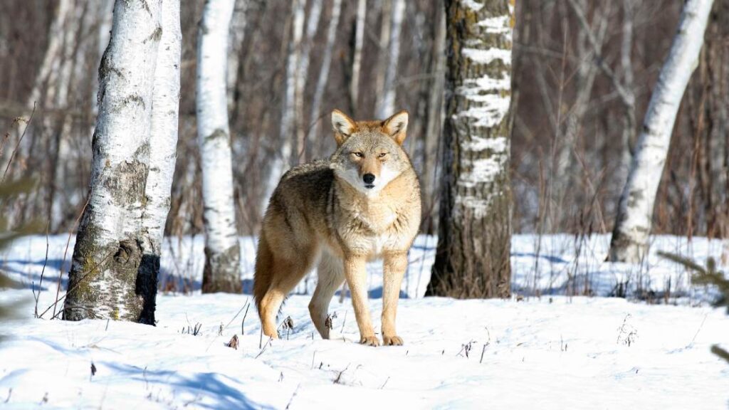 250+ Coyote Names in Cute and Nature-Inspired Categories