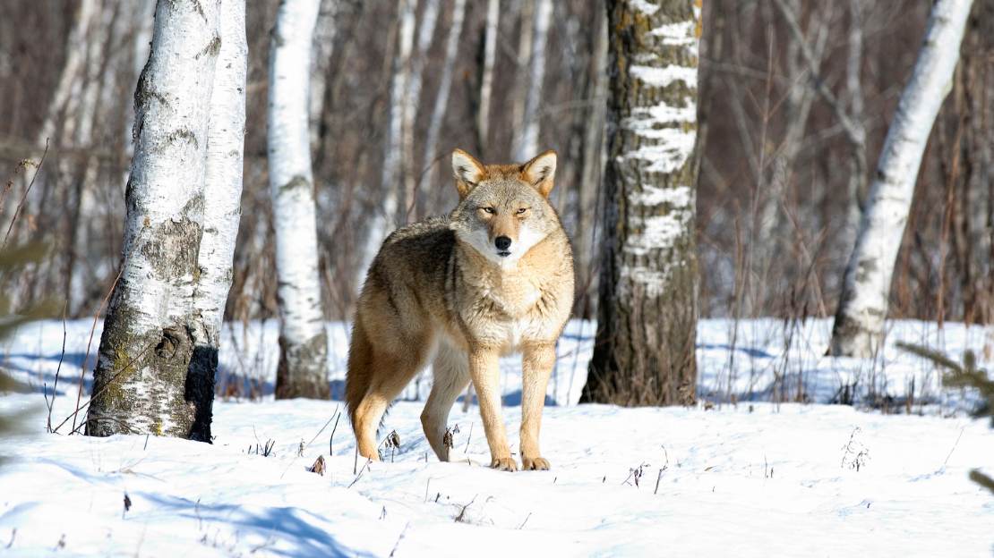 250+ Coyote Names in Cute and Nature-Inspired Categories