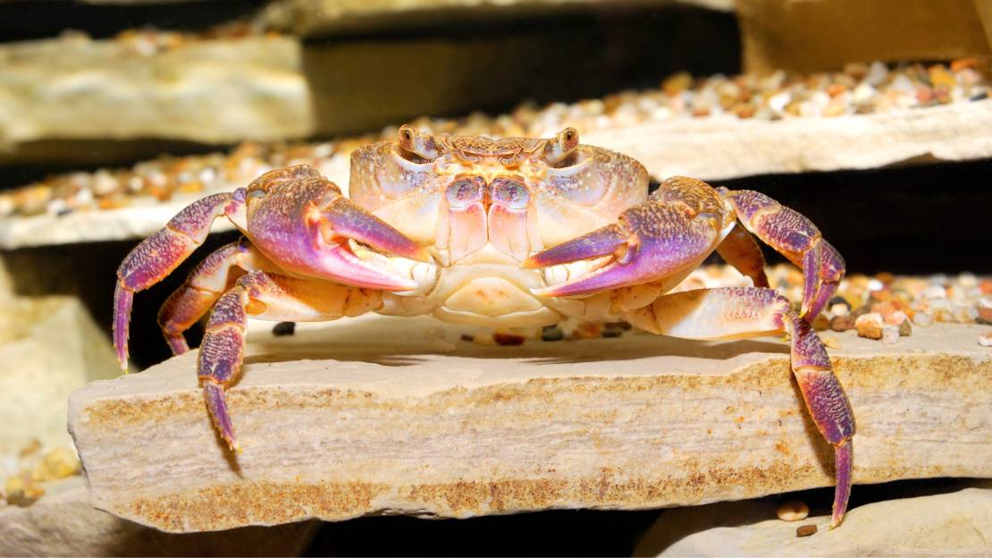 350+ Crab Names With Popular, Famous, and Cute Choices
