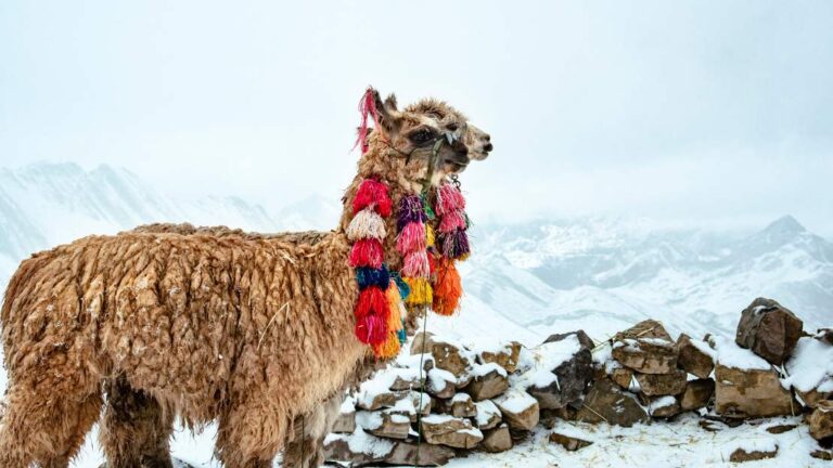 250+ Alpaca Names: Cute, Funny, Cool, and More to Explore