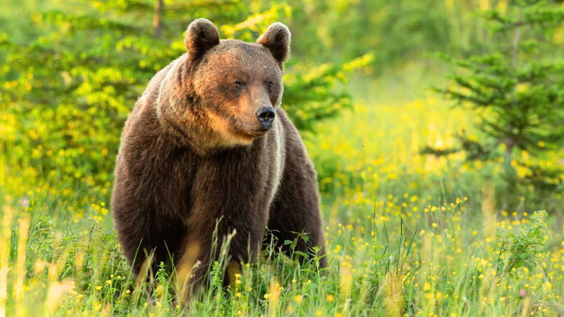 150+ Bear Names With Cute, Fluffy, and Famous Choices