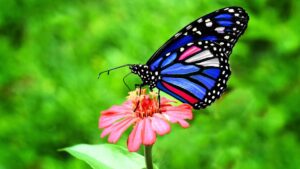 400+ Butterfly Names to Match Their Beauty and Magic (2026)