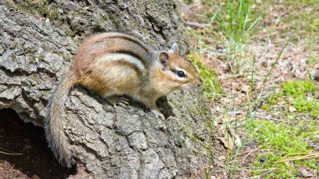 200+ Chipmunk Names: Cute, Cool & Funny Suggestions