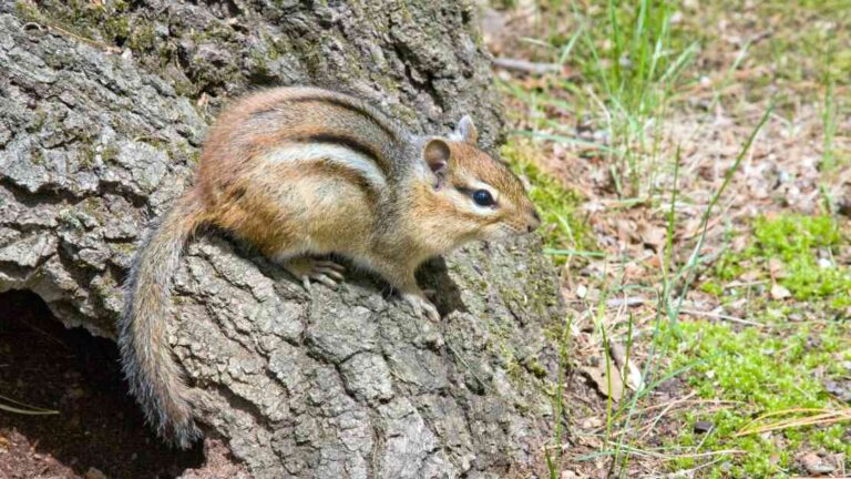 200+ Chipmunk Names: Cute, Cool & Funny Suggestions