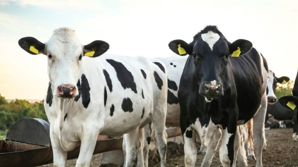 250+ Beautiful Cow Names Based On Colors, Origins & More