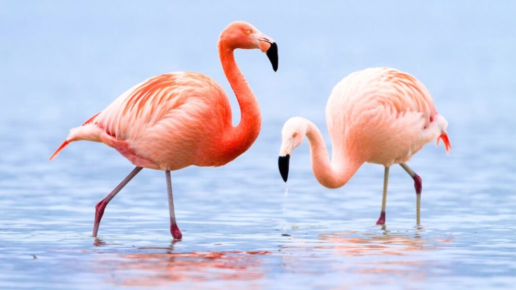 300+ Flamingo Names to Praise Their Flaming Beauty & Charm