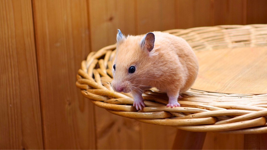 315+ Hamster Names with Cool, Funny, and Unique Choices