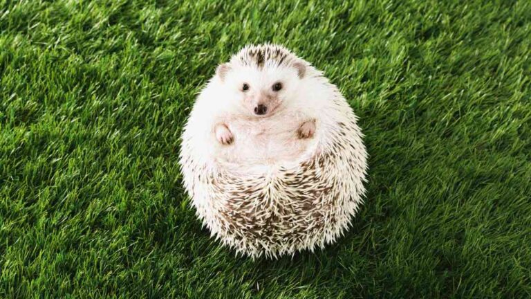 250+ Cute, Adorable, Unique & Popular Hedgehog Names