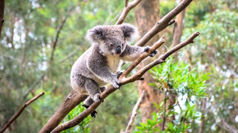 200+ Popular, Cute, & Unique Koala Names (2025)