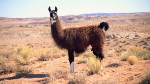 240+ Best Llama Names: Cute, Funny and Unique Name Ideas
