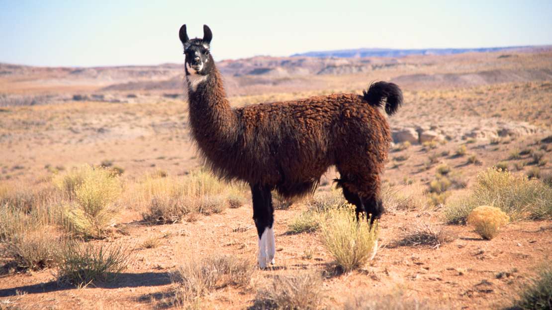 240+ Best Llama Names: Cute, Funny and Unique Name Ideas