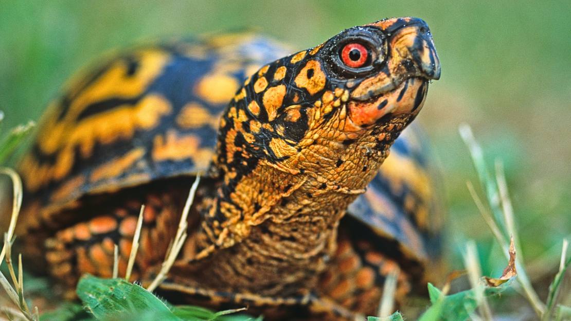 340+ Tortoise Names (with Turtles): Cute, Funny, Unisex, Weird, and More