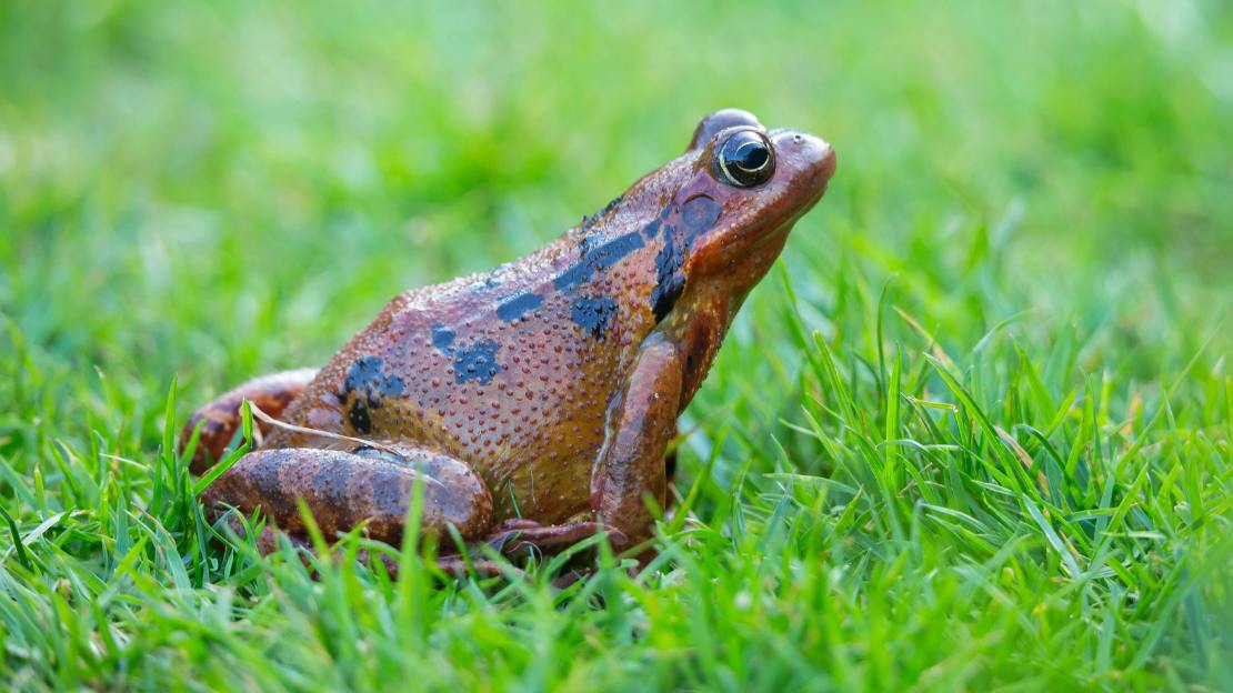 220+ Frog Names: Cute, Funny, & Unique Ideas