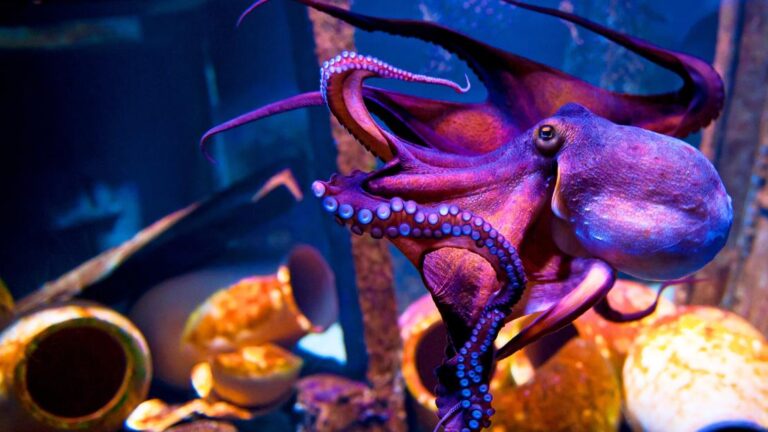 130+ Catchy, Popular & Cute Octopus Names (2026)