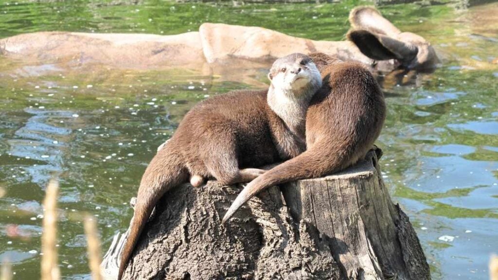 250+ Catchy Otter Names with Famous, and Unique Options