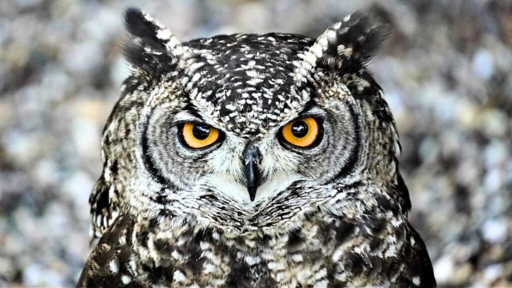 300+ Owl Names: Featuring Hedwig, Hootie, and More Options