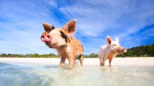 115+ Funny, Adorable & Cute Pig Names (2025)