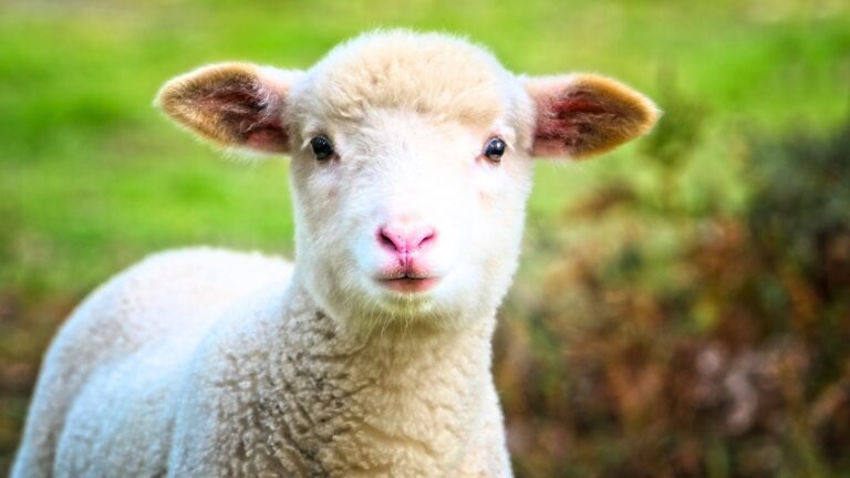 300+ Sheep Names: Funny, Cute, and Creative Ideas (2026)