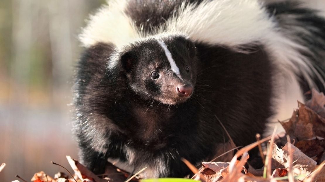 180+ Popular, Cute, & Unique Skunk Names (2025)