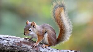 300+ Catchy Squirrel Names: Famous and Funny Choices