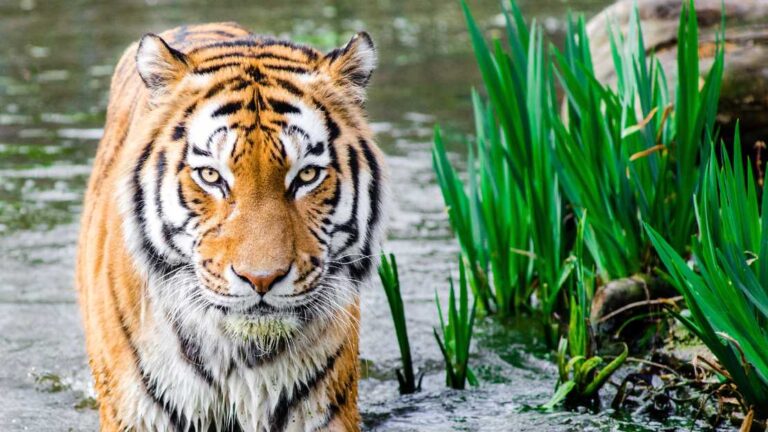 280+ Tiger Names: Cool, Famous, and Mythological Titles
