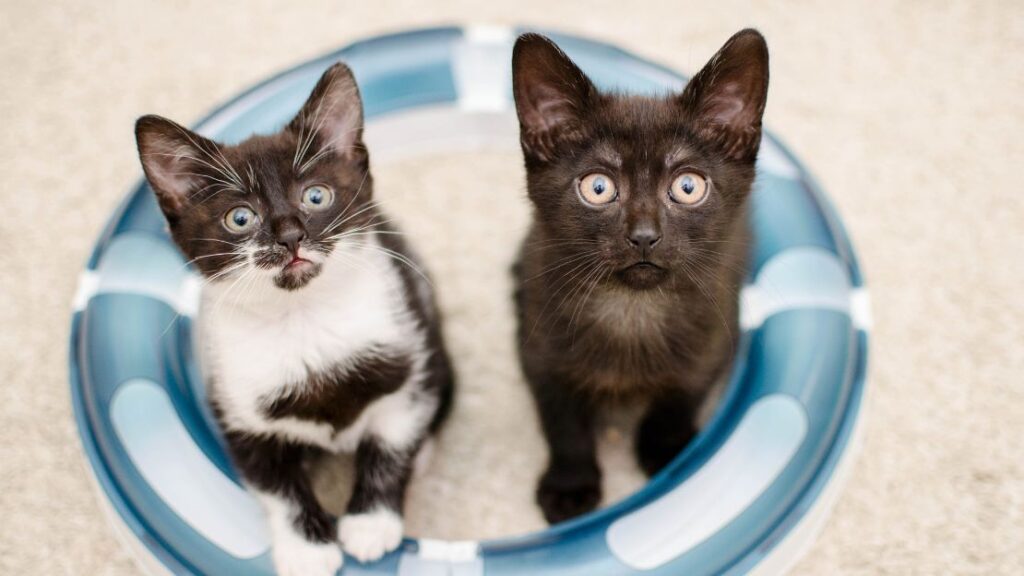 150+ Best Duo Names for Pets: Funny, Unique & Creative