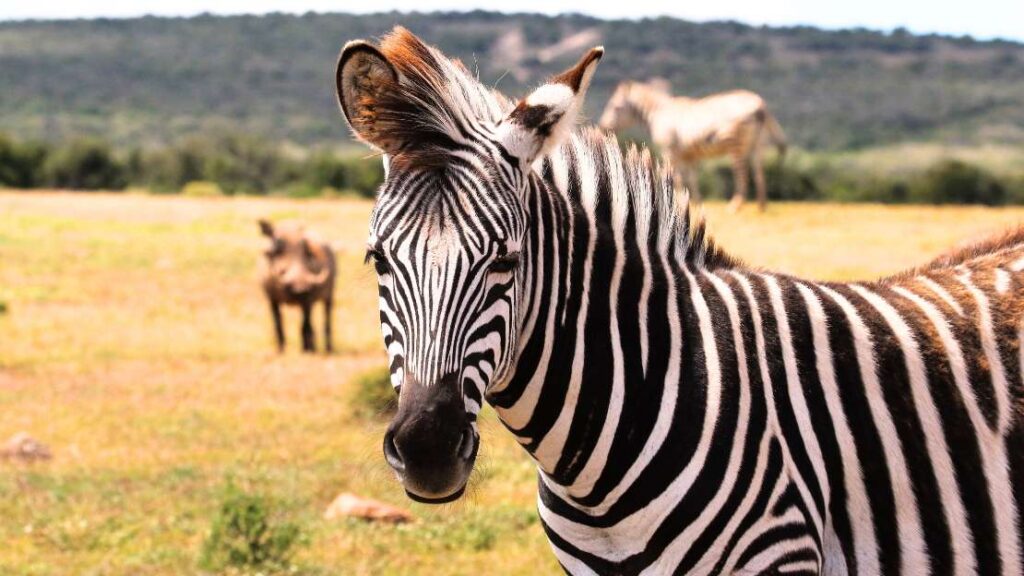 100+ Unique Zebra Names for Your Striped Friend (2025)