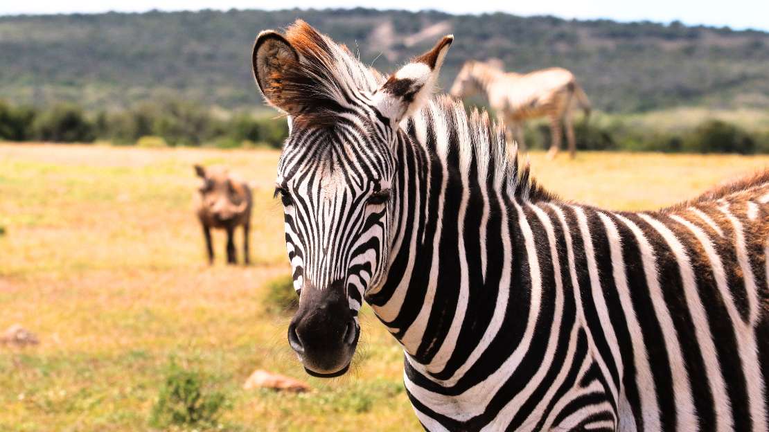 100+ Unique Zebra Names for Your Striped Friend (2025)