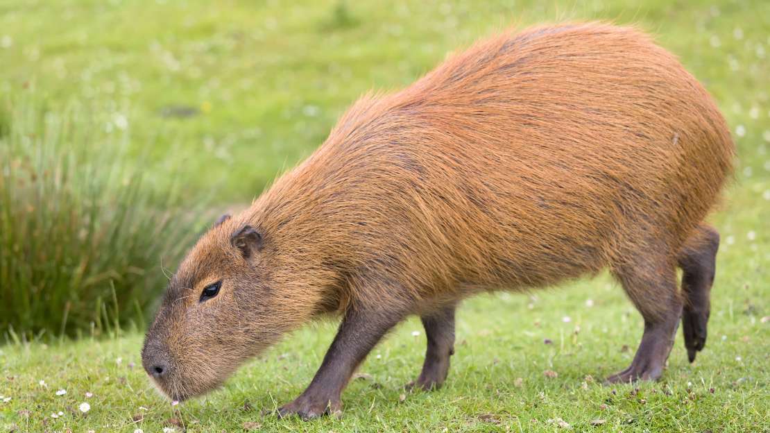 350+ Capybara Names with Cute, Famous, and Pun Options