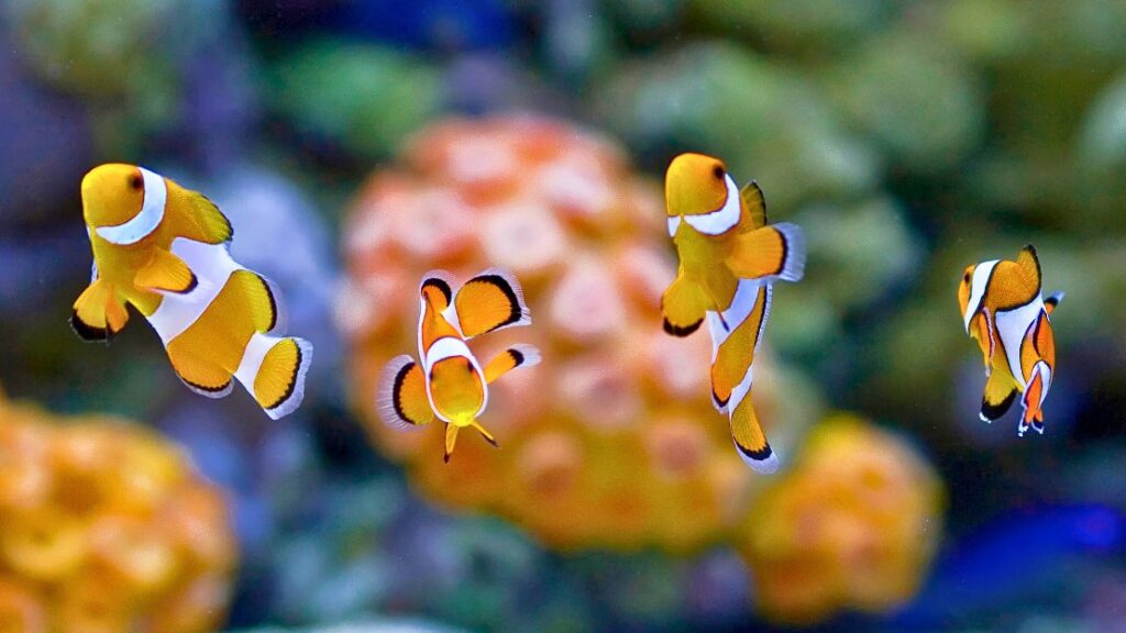 280+ Cute Fish Name Ideas (Soft, Whimsical, Aesthetic & Playful)