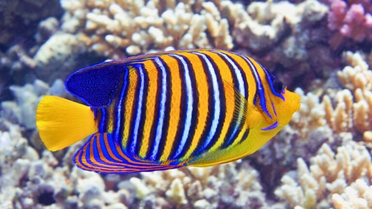280+ Cute Fish Name Ideas (Soft, Whimsical, Aesthetic & Playful)