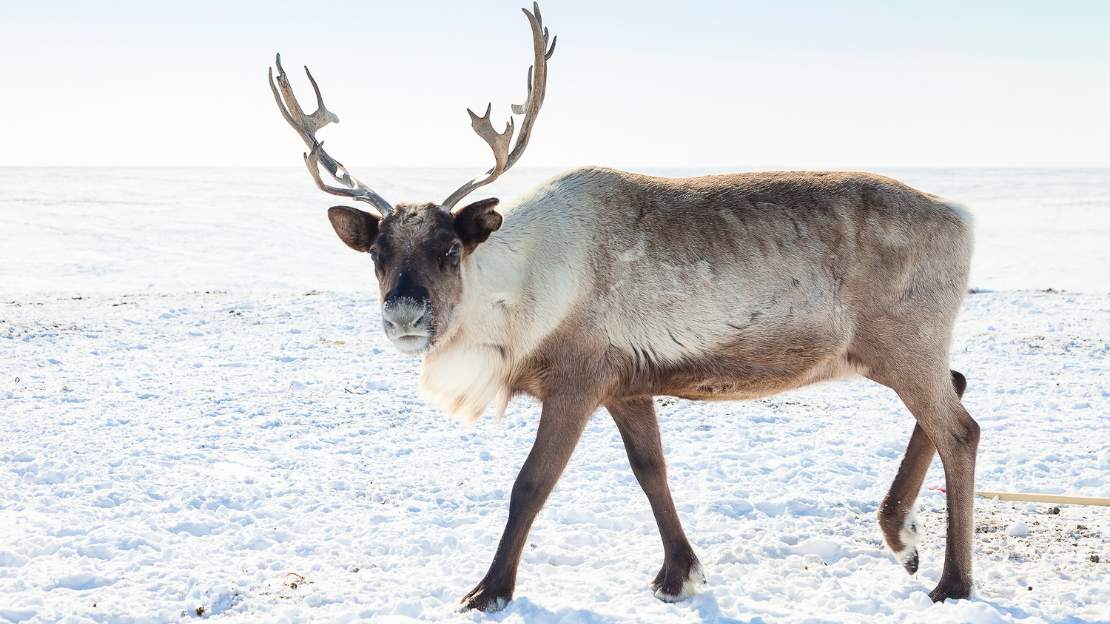 100+ Creative Deer Names Inspired by Nature, Myth & Seasons