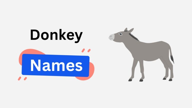 250+ Donkey Names with Cute, Funny, and Popular Options