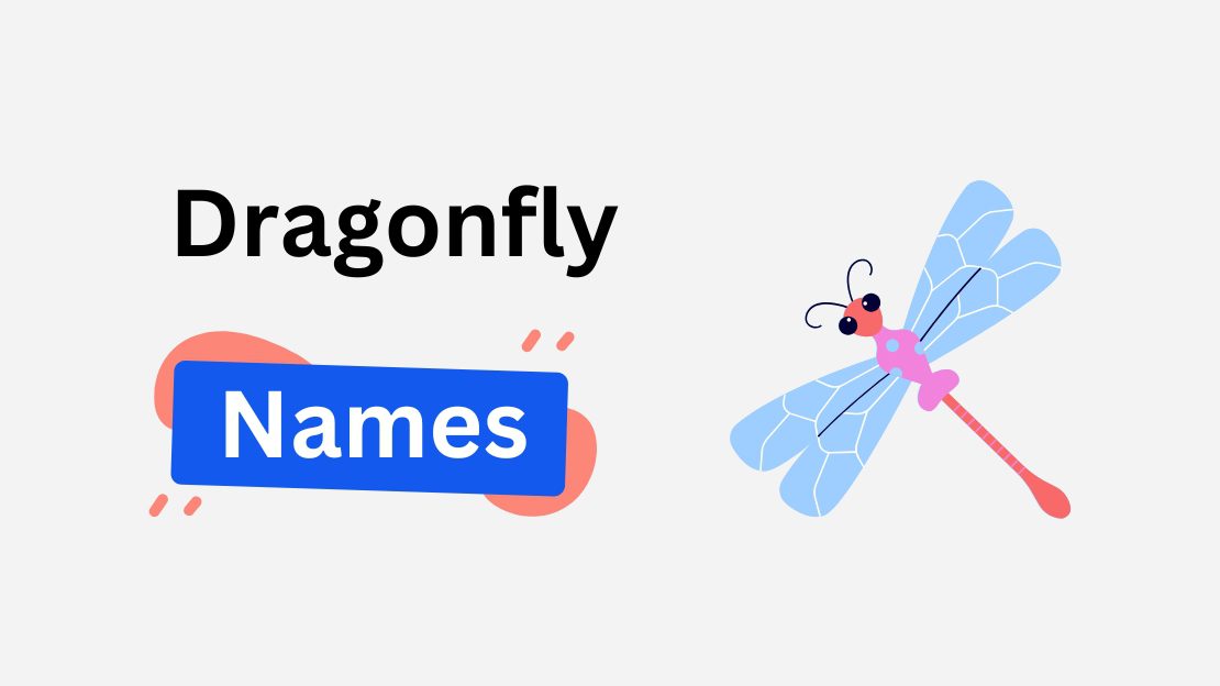 310+ Dragonfly Names in Cute, Blue, Famous, and Unique Categories