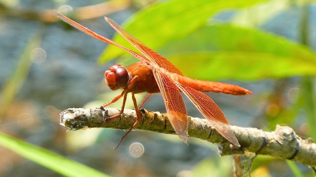 310+ Dragonfly Names in Cute, Blue, Famous, and Unique Categories