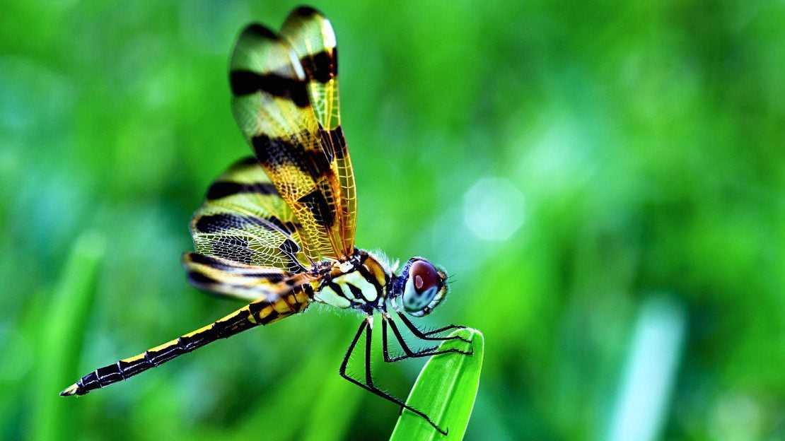 310+ Dragonfly Names in Cute, Blue, Famous, and Unique Categories