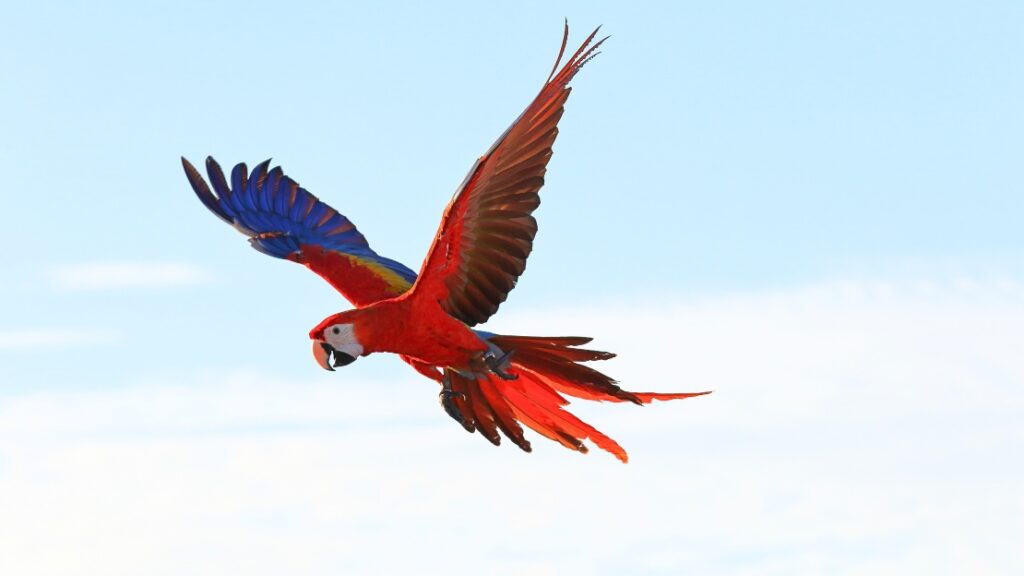 370+ Parrot Names: Cute, Funny, Cool, Exotic, and More