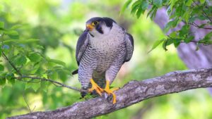 200+ Falcon Names with Cute, Famous, and Mythical Options