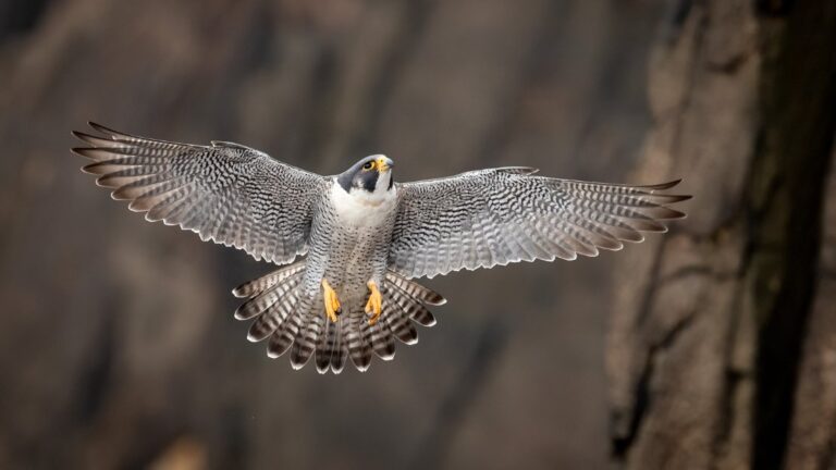 200+ Falcon Names with Cute, Famous, and Mythical Options