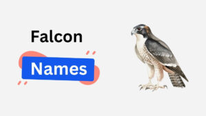 200+ Falcon Names with Cute, Famous, and Mythical Options