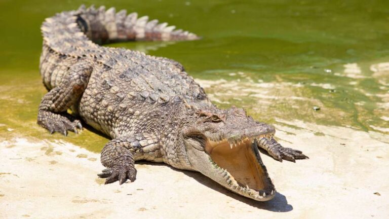 250+ Alligator Names That Are Cute, Badass, Funny & More