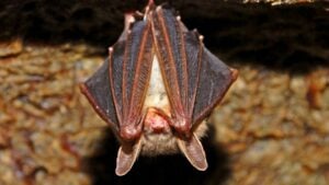 410+ Bat Names: Cute, Mythological, Funny, and Dark-Themed Choices