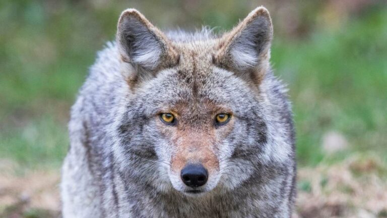 250+ Coyote Names in Cute and Nature-Inspired Categories