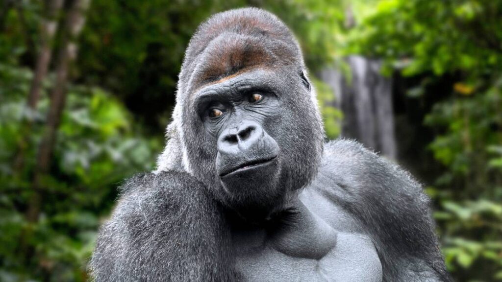 150+ Catchy Monkey Names: Top Picks for Your Playful Buddy