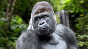 150+ Catchy Monkey Names: Top Picks for Your Playful Buddy