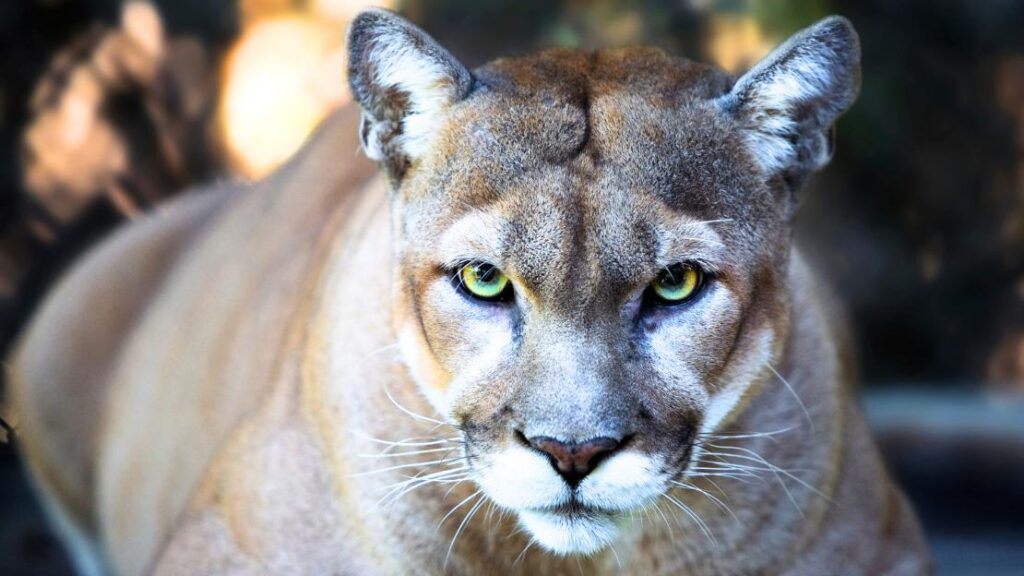 300+ Panther Names: Mystical, Funny, and Unique Choices