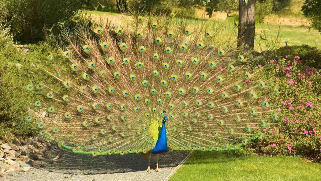 310+ Peacock Names To Blow Your Mind: Funny, Cool, Famous, and Gender-Based