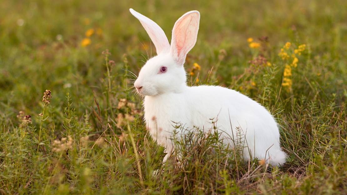 453+ Rabbit Names with Funny, Famous, Color, and Breed-Specific Choices