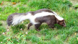180+ Popular, Cute, & Unique Skunk Names (2025)